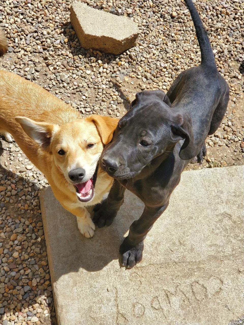 About – The Barking Lot